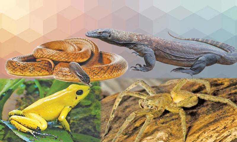 The most venomous creatures on earth - Magazines - DAWN.COM