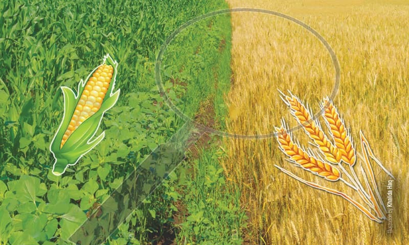 Bright outlook for this season’s rabi crop - Newspaper - DAWN.COM