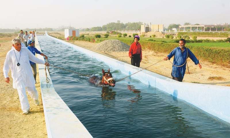 Swimming pool for horses opens at KRC - Sport - DAWN.COM