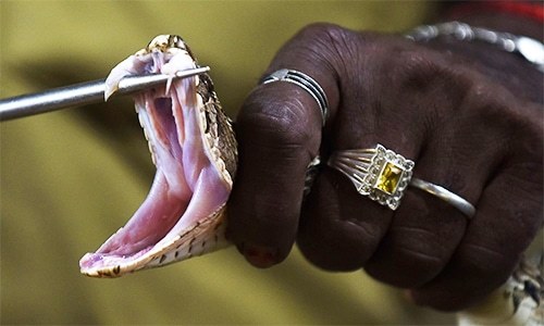 The snake-catching tribe saving lives in India - World - DAWN.COM