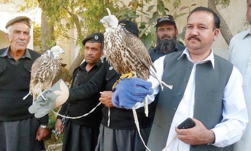 Bid to smuggle falcons, monkeys foiled in Lakki - Newspaper - DAWN.COM