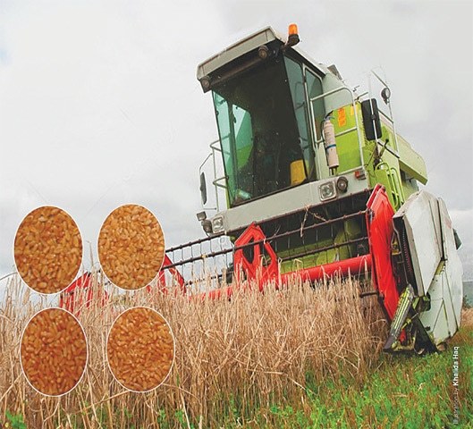 Making the most of new wheat varieties - Business - DAWN.COM