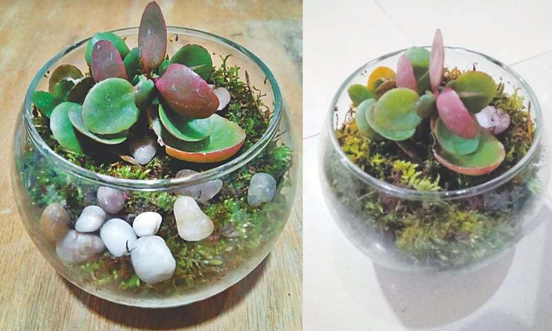 Go green with a terrarium! - Magazines - DAWN.COM