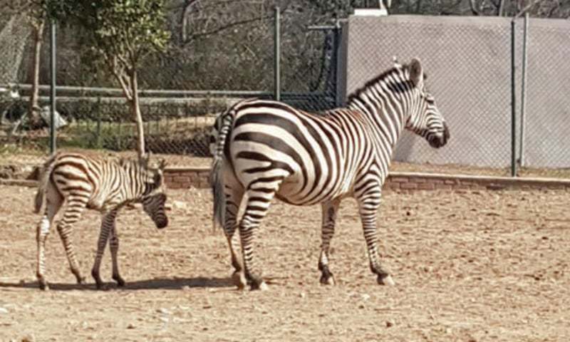 Zebra born at Marghazar Zoo - Newspaper - DAWN.COM