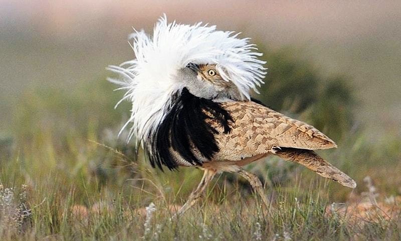 Houbara bustard no more protected bird, Punjab govt tells LHC ...