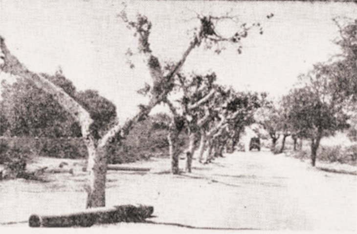 This week 50 years ago: Bunyan trees stand bare in spring - Newspaper ...