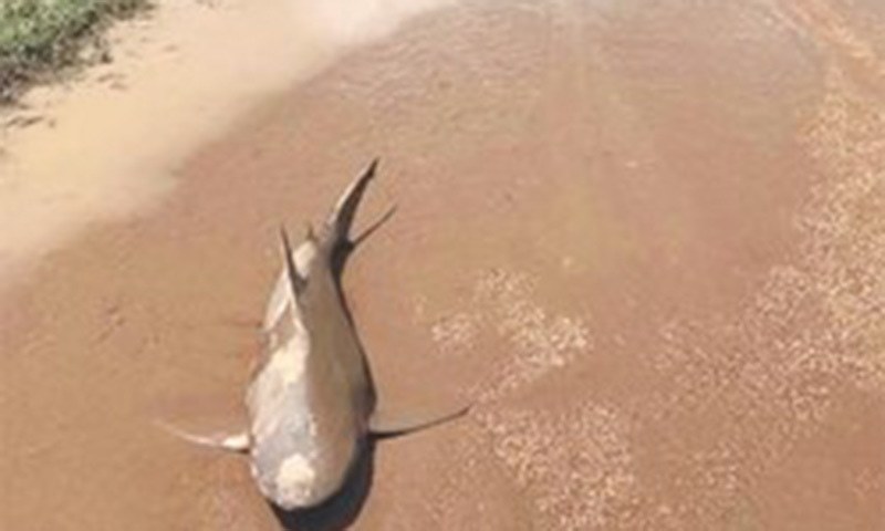 Australian cyclone leaves behind shark on flooded road - World - DAWN.COM