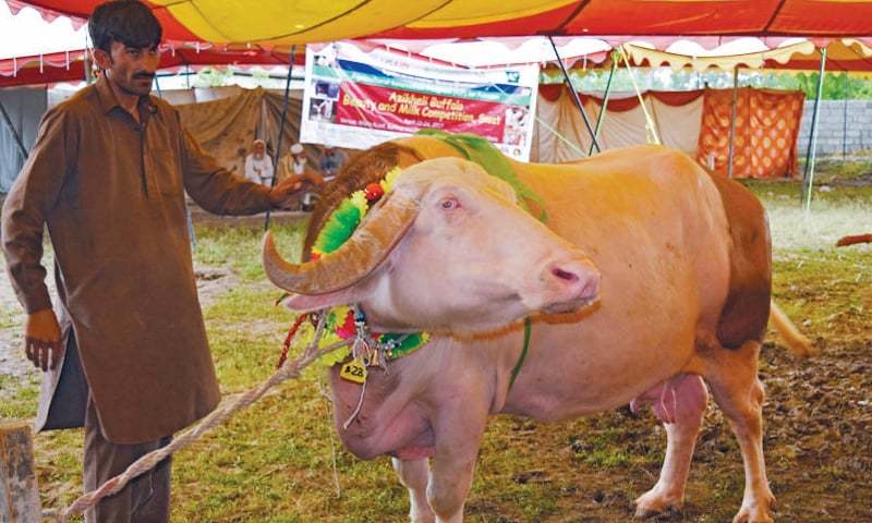 Buffalo beauty competition instills enthusiasm in Swat farmers ...
