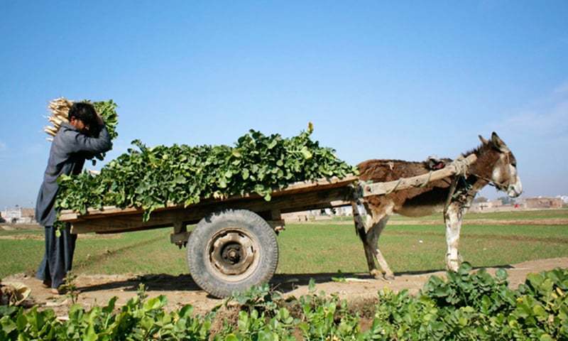 Saeed had no family until his donkey Raju gave him companionship - DAWN.COM