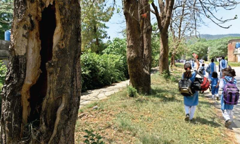 Diseased, weak trees pose risk to citizens - Newspaper - DAWN.COM