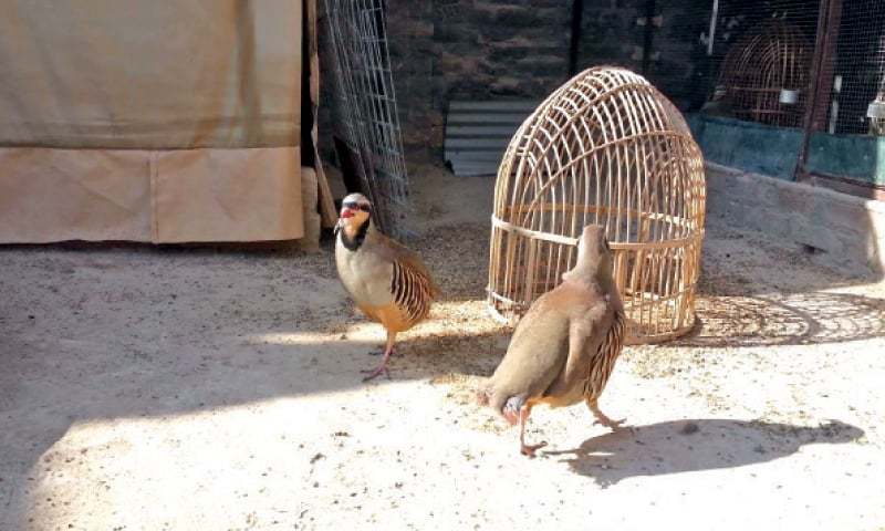 Chakor hunting season starts in Kohat - Newspaper - DAWN.COM