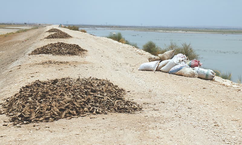 Pollution in Manchhar Lake takes its toll - Newspaper - DAWN.COM