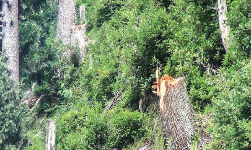 Govt asked to take action against timber smugglers - Newspaper - DAWN.COM