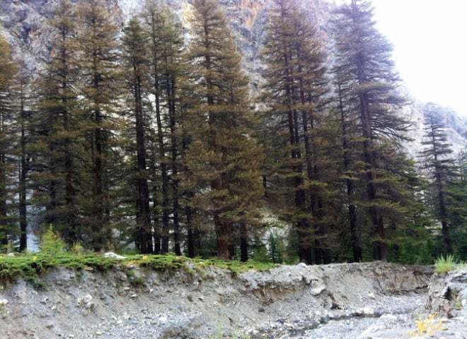 Deodar trees in Chitral drying up due to ‘mysterious disease ...