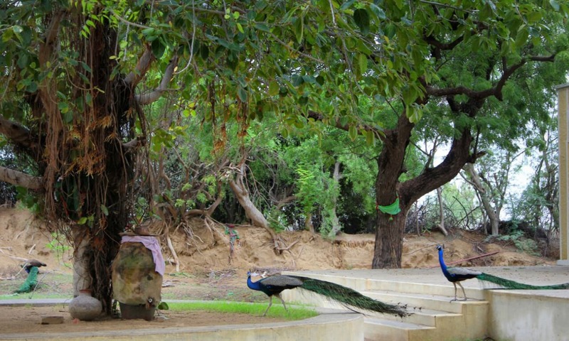 Life returns to Thar after heavy spells of rain - Pakistan - DAWN.COM