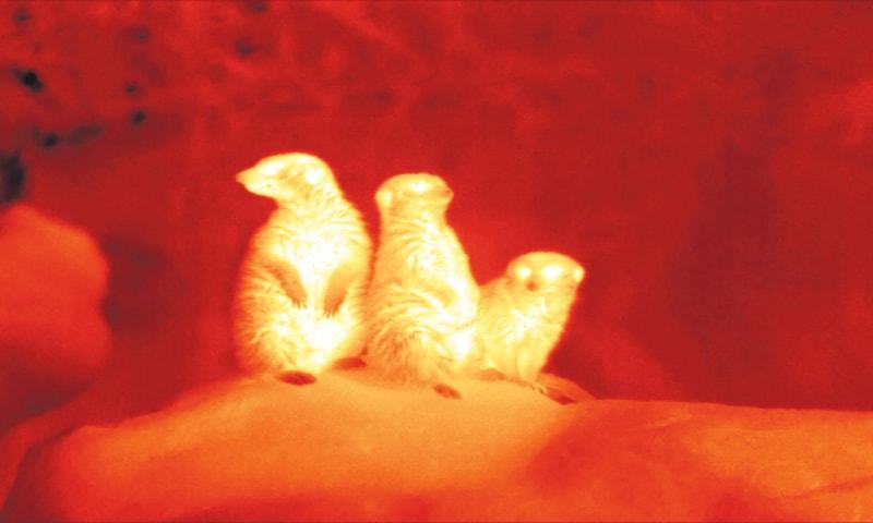 Infrared zoo - Newspaper - DAWN.COM