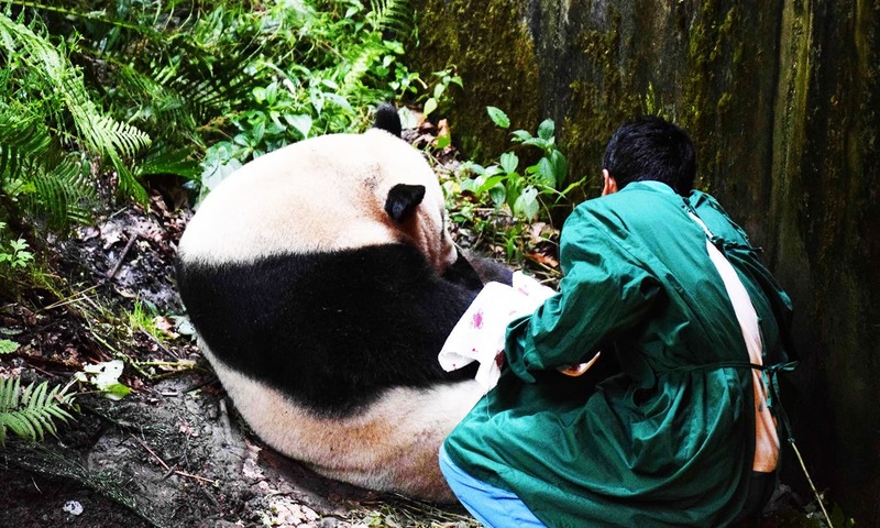 China welcomes world's first panda born to wild, captive pair of ...
