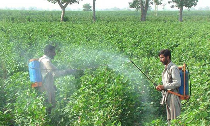 Cotton crop hit by severe pest attack - Business - DAWN.COM