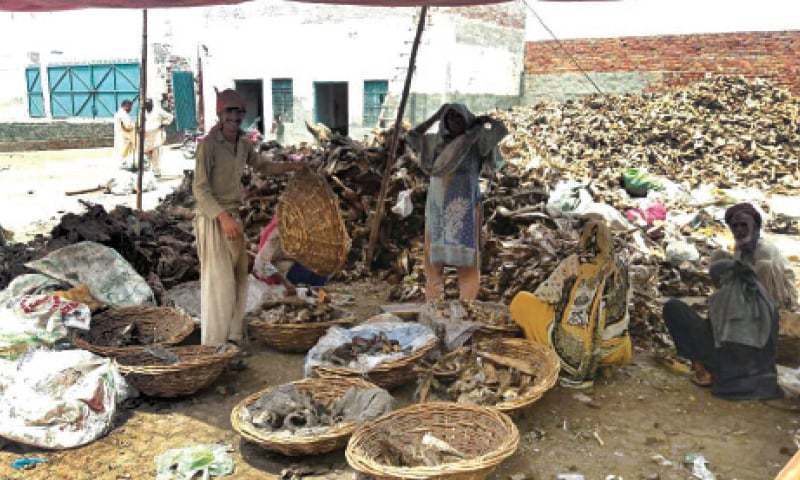 Animals’ bone powder seized; factory sealed - Pakistan - DAWN.COM