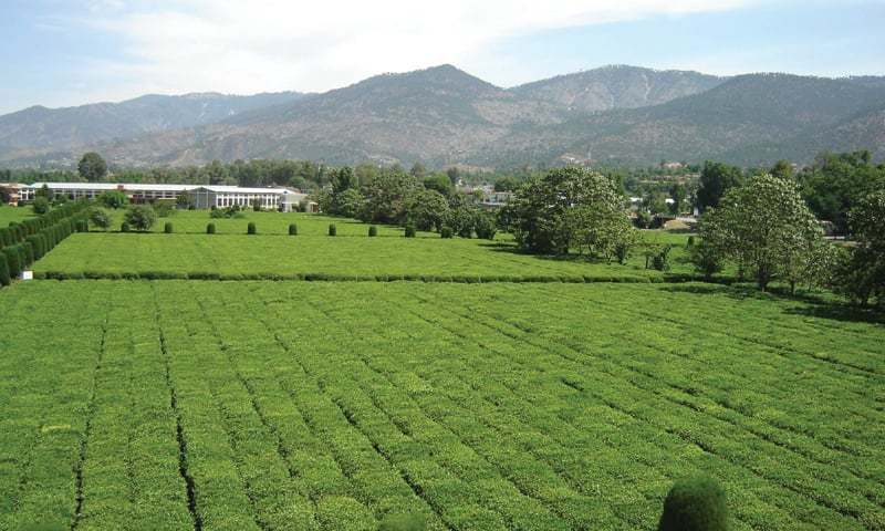 Turkey gifts tea-processing plant to Pakistan - Pakistan - DAWN.COM
