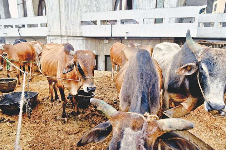 Heavy rains, high animal prices fail to dampen collective qurbani ...