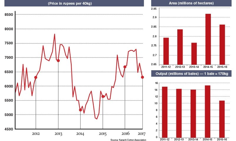 Local cotton prices experience volatility as US market eases - Business ...
