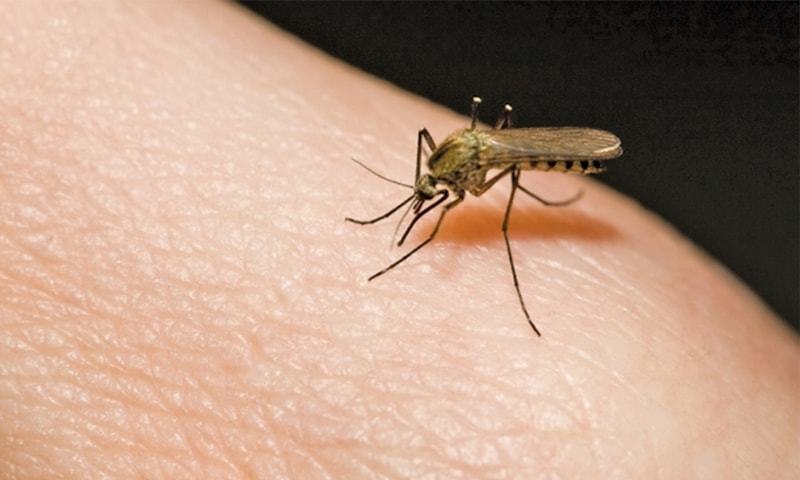 Family caught carrying 'bag of mosquitoes' into Peshawar hospital ...