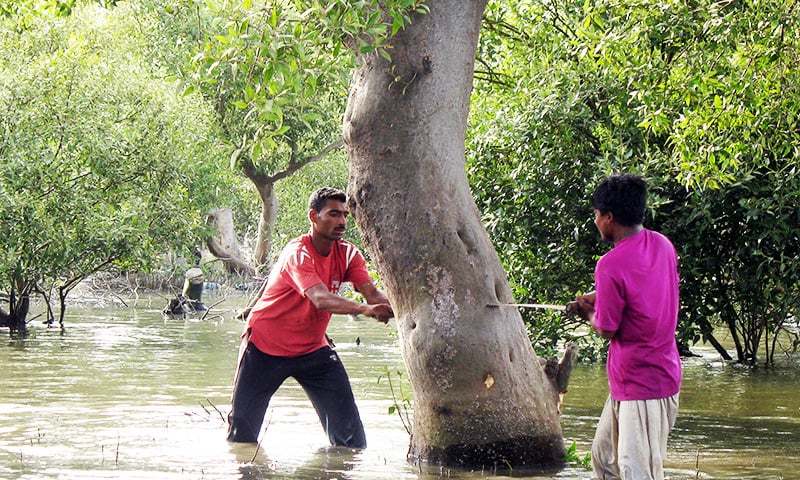 Over 800 mangroves to be cut down to make way for LNG project ...