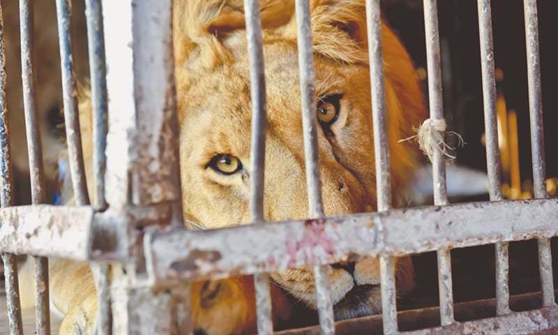 Three circus animals rescued, placed in zoo - Pakistan - DAWN.COM