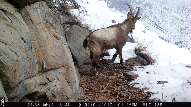 The secret behind the remarkable success of snow leopard conservation ...