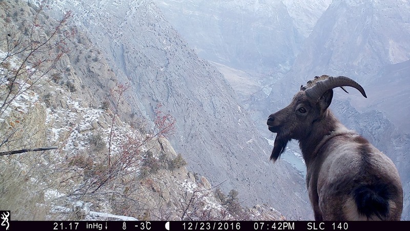 The secret behind the remarkable success of snow leopard conservation ...