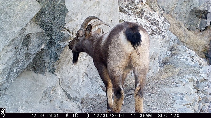 The secret behind the remarkable success of snow leopard conservation ...