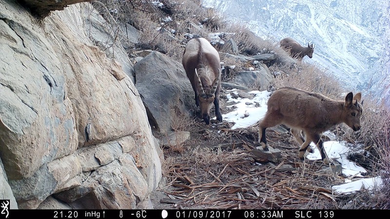 The secret behind the remarkable success of snow leopard conservation ...