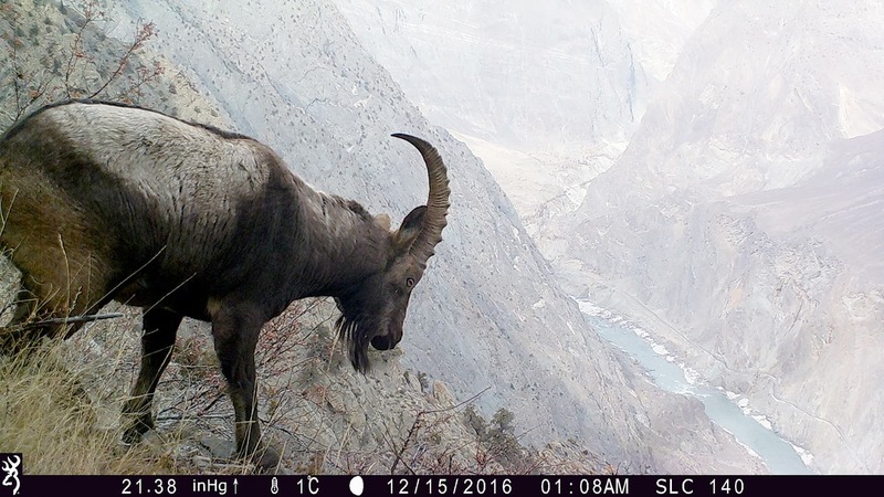 The secret behind the remarkable success of snow leopard conservation ...