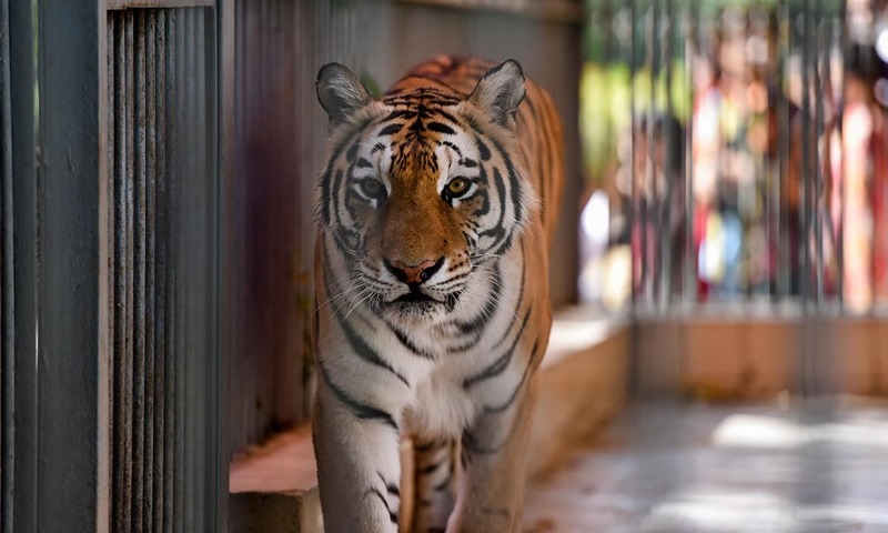 The plight of animals in captivity - Iris - Herald