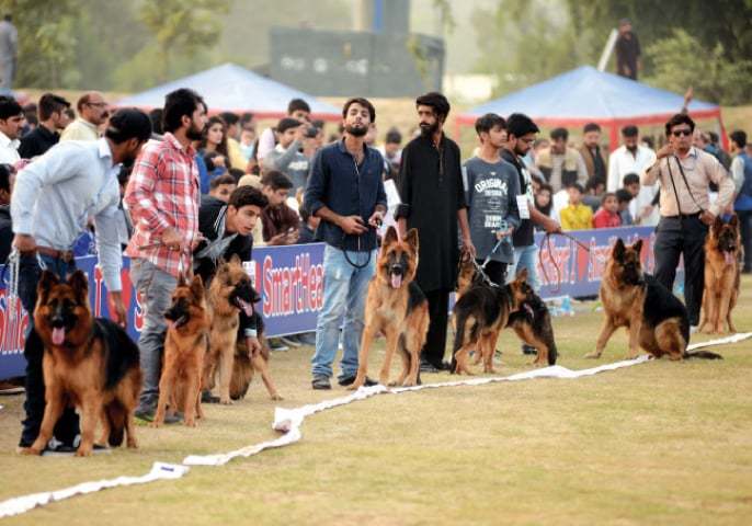 Canine companions strut their stuff at dog show - Newspaper - DAWN.COM