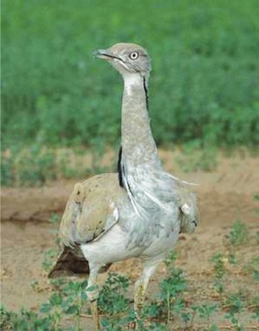 Islamabad allows Qataris to hunt houbara bustards - Pakistan - DAWN.COM