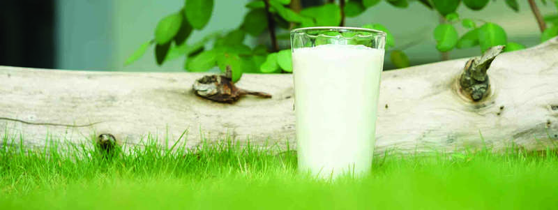 A DAY IN THE LIFE OF MILK - Pakistan - DAWN.COM