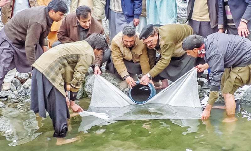 Swat to soon become lucrative market for trout: officials - Newspaper ...