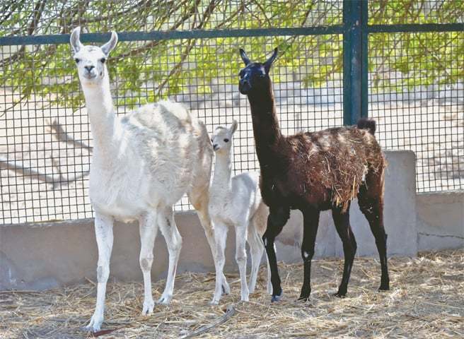 17 animal babies born at Safari Park - Pakistan - DAWN.COM