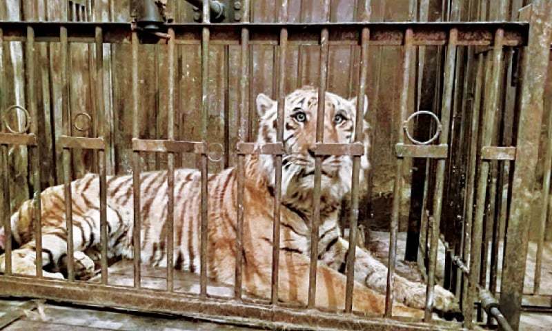 Two more zoo tigers under parasite attack - Newspaper - DAWN.COM