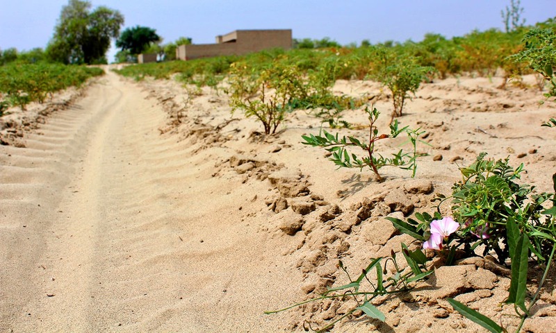 An odyssey in the Thal desert - DAWN.COM