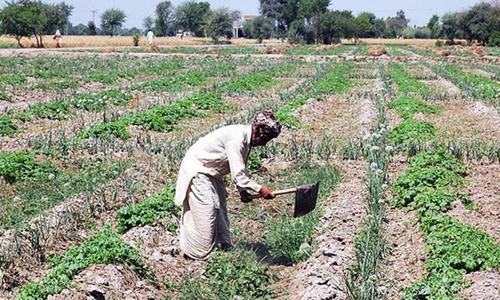 Kharif crops may face drought-like situation - Pakistan - DAWN.COM