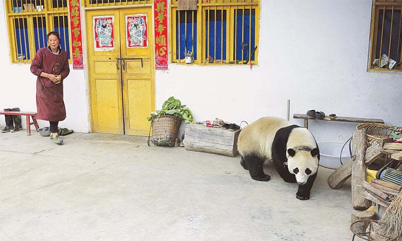 Panda takes excursion into town in southwestern China - Newspaper ...
