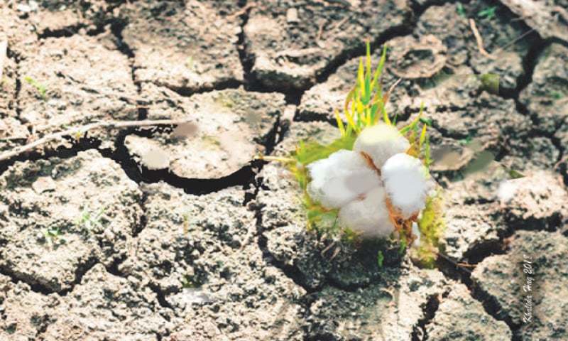 Cotton growers suffer due to continued water shortages - Newspaper ...