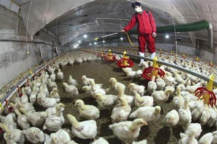 China’s poultry giant goes to lab in quest for meatier chickens ...