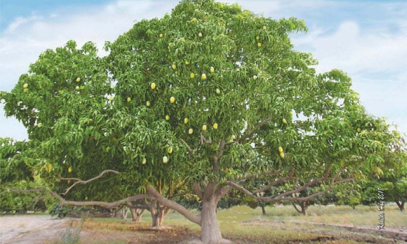 The European market gets a taste of our mangoes - Business - DAWN.COM