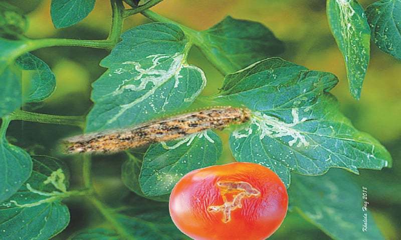 The looming threat of the deadly tomato leafminer - Pakistan - DAWN.COM