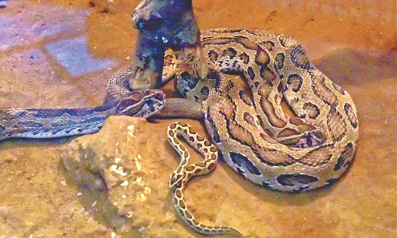 25 Russell’s vipers born in zoo after a decade - Pakistan - DAWN.COM