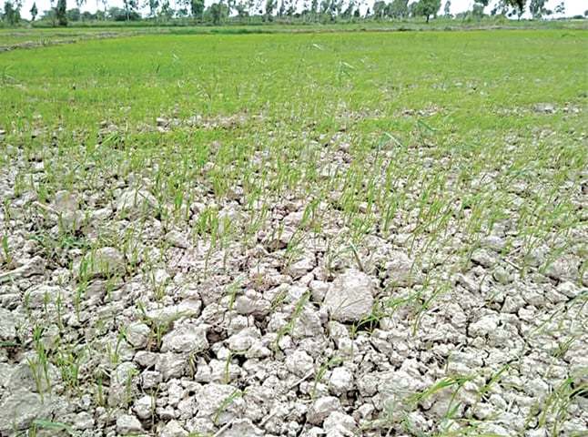 Delayed, erratic rains threaten Thar with drought - Newspaper - DAWN.COM